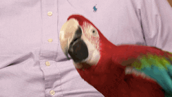Happy Red Parrot GIF | GIFDB.com