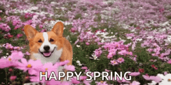 Lovely Corgi Happy Spring GIF | GIFDB.com