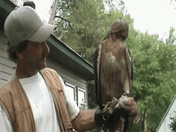 Entertaining Huge Brown Hawk GIF | GIFDB.com