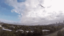 Amazing Hawk Flying Landing GIF | GIFDB.com