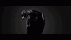 Majestic Hawk Side View GIF | GIFDB.com
