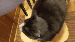 Head Spin Spinning Cat GIF | GIFDB.com