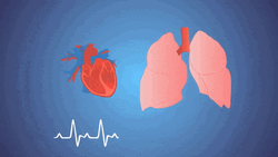 Heart And Lungs Connection Circulatory System GIF | GIFDB.com