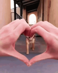 Dog Face Pop Inside Heart Hands GIF | GIFDB.com