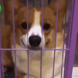 Adorable Corgi Winking GIF | GIFDB.com