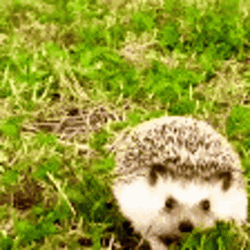 Hedgehog Running Outside GIF | GIFDB.com