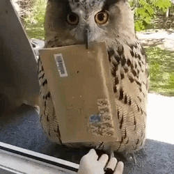 Hedwig Delivering Mail GIF | GIFDB.com