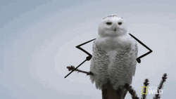 Hedwig Musician Animation GIF | GIFDB.com