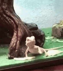 Hello Wave Bearded Dragon GIF | GIFDB.com