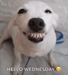 Hello Wednesday Smiling Dog GIF | GIFDB.com