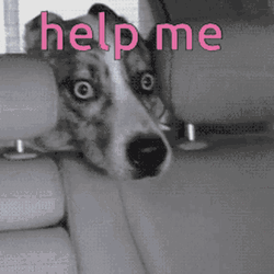 Help Me Dog Stuck GIF | GIFDB.com