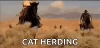 Herdsmen Herding Cats In The Field GIF | GIFDB.com