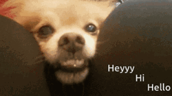 Hi Meme Dog Between Legs GIF | GIFDB.com