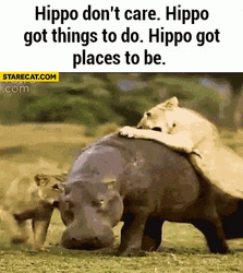 Hippo 372 X 418 Gif GIF | GIFDB.com