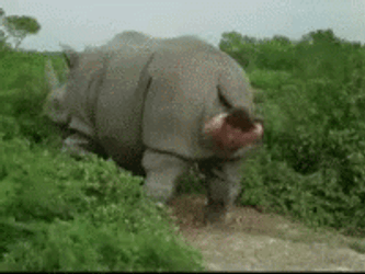 Hippo Poop Ace Ventura Pet Detective GIF | GIFDB.com