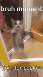 Holy Moly Meme Bruh Moment GIF | GIFDB.com