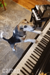 Howl Dog Playing Piano GIF | GIFDB.com