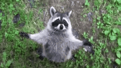 Hugging Racoon Waiting GIF | GIFDB.com