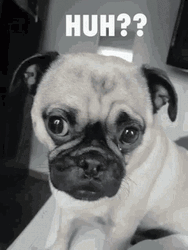 Huh Meme Pug Dog GIF | GIFDB.com