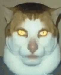 Human Faced Cat Waiting Meme GIF | GIFDB.com
