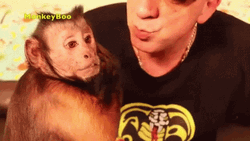 Monkey Lips Gif - Infoupdate.org