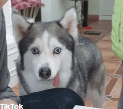 Fuinneog Gif Husky