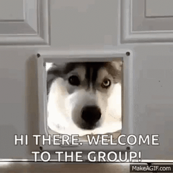 Husky Welcome To The Team Meme GIF | GIFDB.com