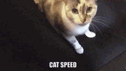 I Am Cat Speed Running Away GIF | GIFDB.com