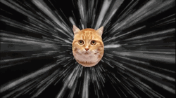 I Am Speed Orange Cat Car GIF | GIFDB.com