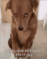 I Ate All Potluck GIF | GIFDB.com