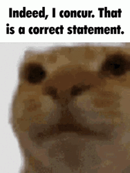 I Concur Ginger Cat Meme GIF | GIFDB.com