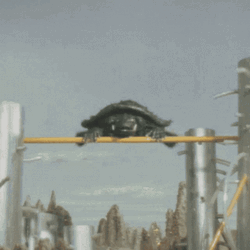 I Like Turtles Spinning Turtle GIF | GIFDB.com
