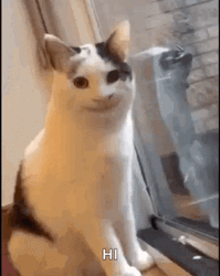 Iconic Funny Smiling Cat Hello Meme GIF | GIFDB.com