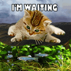 Im Waiting Cute Cat Watching Fishes GIF | GIFDB.com