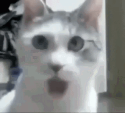 Impressed Cat Wow Meme GIF | GIFDB.com