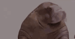 Cute Walrus Nodding Indeed GIF | GIFDB.com