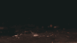 Indulge Tender Filet Mignon GIF | GIFDB.com