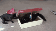 It's A Trap Cat Box GIF | GIFDB.com