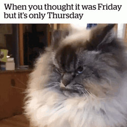 Its Thursday Grumpy Cat GIF | GIFDB.com