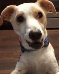 Jack Russell Terrier Dog Barking GIF | GIFDB.com