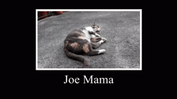 Joe Mama Rolling Cat Memes GIF | GIFDB.com