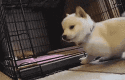 Jumping Catch Dog Meme GIF | GIFDB.com