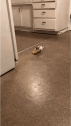 Jumping Rat Eating Pizza GIF | GIFDB.com