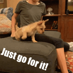 Just Do It Meme Dog Jump GIF | GIFDB.com