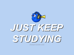 I Should Be Studying Cat Meme GIF | GIFDB.com