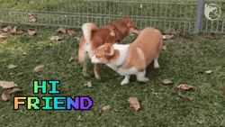 Just Saying Hi Dog Friendship GIF | GIFDB.com