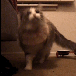 Kawaii Cat Shrugging Off GIF | GIFDB.com