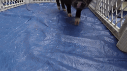 Kissing The Camera Thatll Do Pig GIF | GIFDB.com