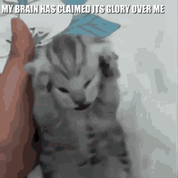 Kitten Brain Has Claimed Meme GIF | GIFDB.com