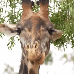 Lanky Giraffe Eats Grass GIF | GIFDB.com